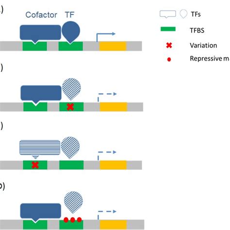 5 Schematic View Of Tf Binding Alteration A Tf Binding Events In A Download Scientific