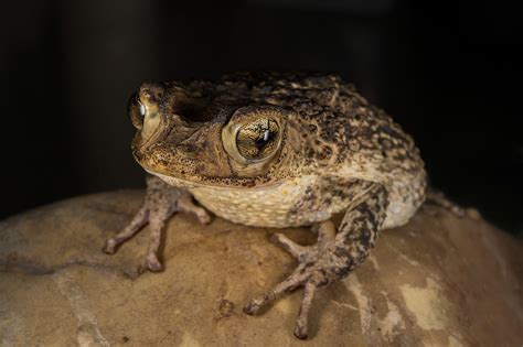 Rare And Resilient Puerto Rican Crested Toad Wild View