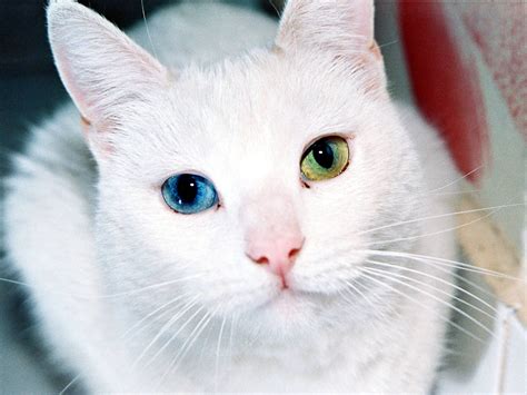 White Cats Eyes Problems