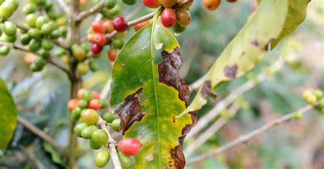 Unión Microfinanza Coffee Leaf Rust Damages Fields Production