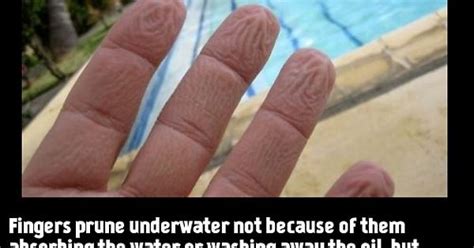 Evolution Win Imgur Evolution Win Imgur