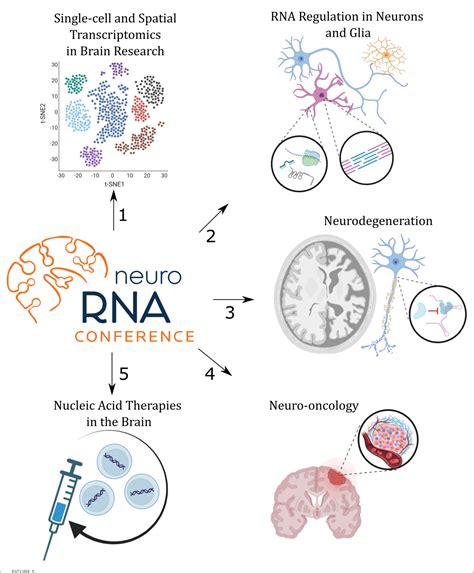 Figure From RNA Regulation In Brain Function And Disease NeuroRNA A Conference Report