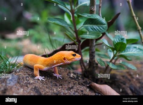 Most Common Leopard Geckos at Iris Morris blog