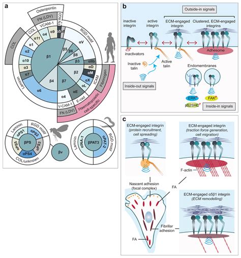 Integrin Trafficking In Cells And Tissues Abstract Europe Pmc