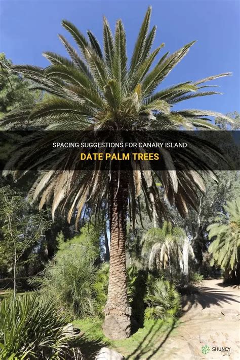 Optimal Spacing For Canary Island Date Palm Trees Factors To Consider