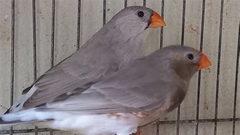 شوف العصفور كان بيموت وتعبان ازاي وتم علاجه ازاي فيديو قبل وبعد العلاج💚⚘️ Youtube