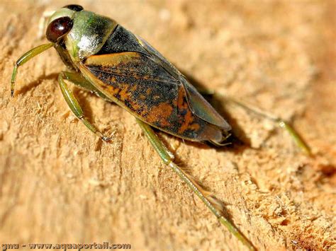 Notonecta Genre Les Notonectes