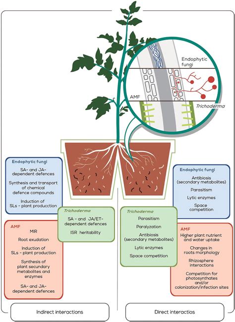 Bionematicides Advanced Biological Solutions For Sustainable Root Knot