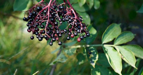 Ezt Teszi A Fekete Bodza Az Egészségünkért Haszon Magazin