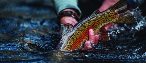 All About European Nymphing Trout Creek Outfitters