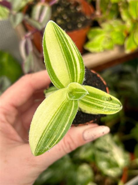 Tradescantia Sillamontana Variegata Inne Rośliny Tradescantia Trzykrotka Kaktusy