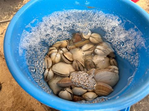 서해 태안 갯벌체험 무료로 할 수 있는 조개잡이 펜션 샤론펜션 추천 네이버 블로그