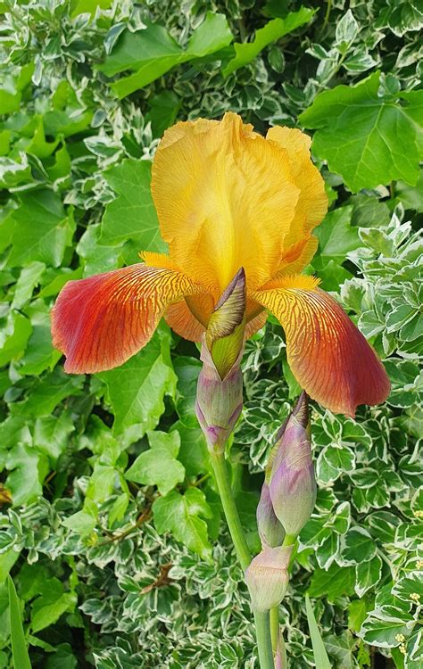 Bunga Pedang Lily Musim Foto Gratis Di Pixabay Pixabay