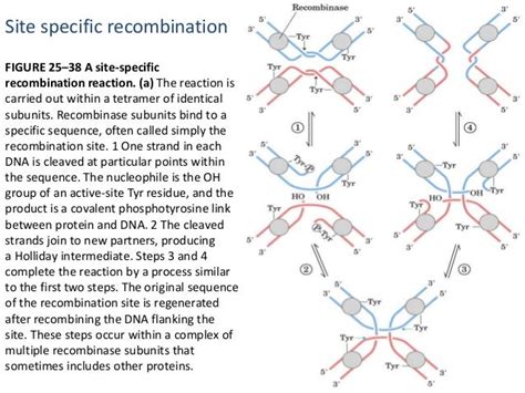 Recombination