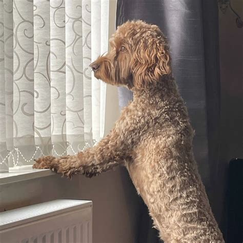 Tilly Cockapoo Purina Uk