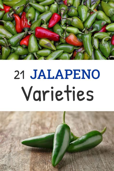 21 Types Of Jalapeno Peppers For Your Garden