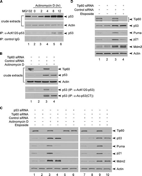 Tip60 Dependent Acetylation Of P53 Modulates The Decision Between Cell Cycle Arrest And