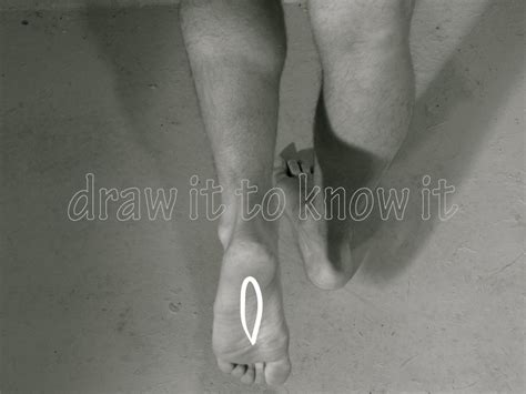 Gross Anatomy Glossary Flexor Digitorum Brevis Ditki Medical And Biological Sciences