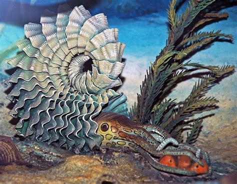 Filediorama Of A Devonian Seafloor Goldringia Nautiloid Cephalopod