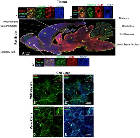 Cx43 And Drebrin Colocalization Analysis In Brain And Cellular