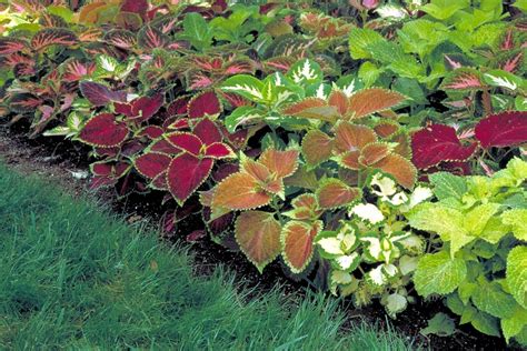 Solenostemon Scutellarioides Coleus Siteone