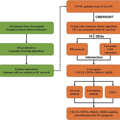 Immune Microenvironment Is Correlated With The Survival Of Oc Patients