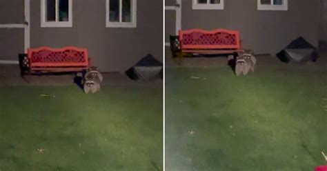 Nosy Woman Laughs And Records As Raccoons Make Passionate Love In Her