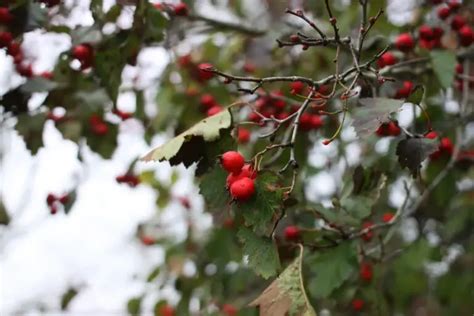 20 Red Edible Berries And Non Edible Ones You Need To Know Smart Garden And Home