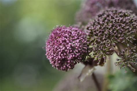 Purple Parsnip Stock Image Image Of Nature Plant Leaf 335981213