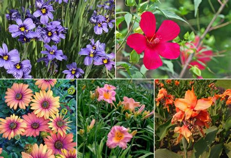 Flowers That Flourish In The Sun At Michiko Durbin Blog