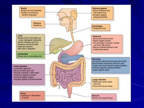 2 Mouth Pharynx Esophagus And Swallowingpptx