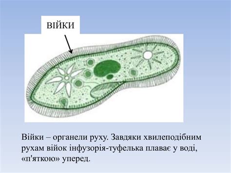 Одноклітинні організми