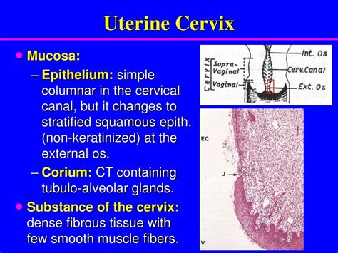 Ppt Understanding Female Reproductive System Lecture Objectives And
