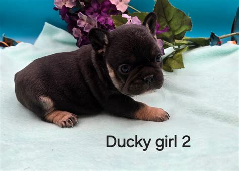 Ducky Castlehill Frenchies