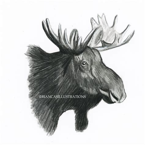 Moose Drawing