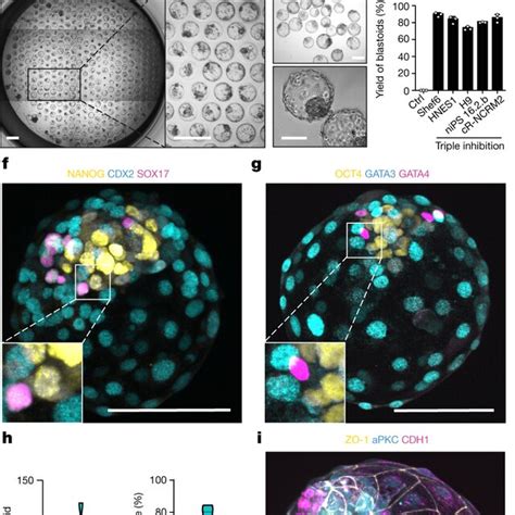 Pdf Human Blastoids Model Blastocyst Development And Implantation