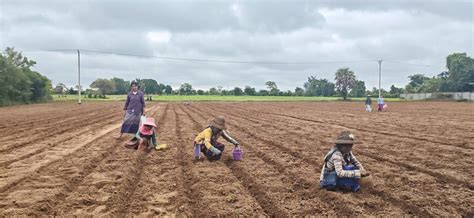 နတ်မောက်မြို့နယ်၌ မိုးသီးနှံစိုက်ပျိုးရာသီတွင် ချည်မျှင်ရှည်ဝါသီးနှံဧက
