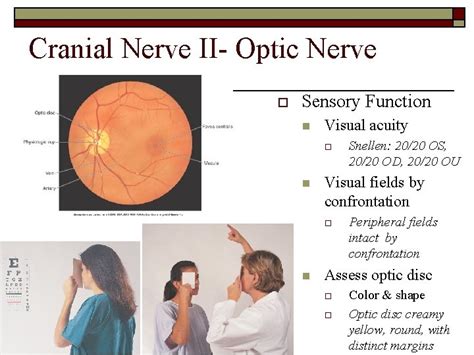 Cranial Nerve Function Ap Review O 12 Pairs