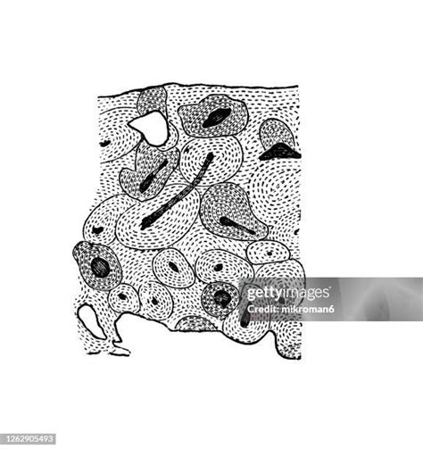 Cross Section Diagram Stock Fotos Und Bilder Getty Images