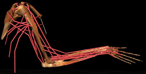 BRAIN INITIATIVE R Saxena Lab