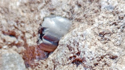 Fossil Shell Creature Fossil Id The Fossil Forum Fossil Shell Creature Fossil Id The Fossil Forum