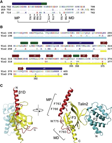 Figure 1 From Structural Diversity In Integrin Talin Interactions Semantic Scholar