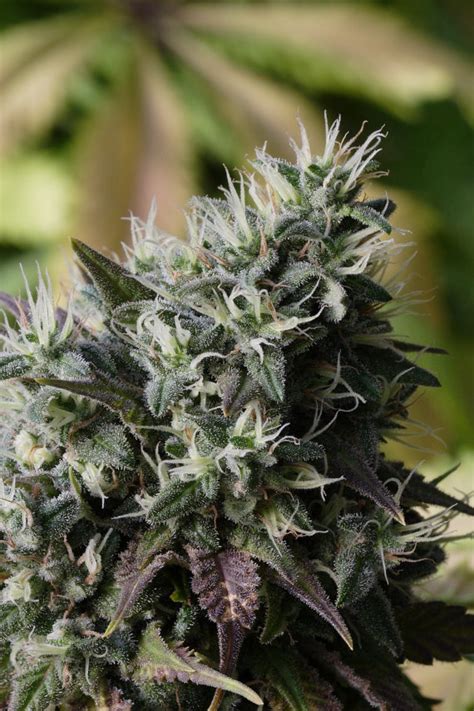 Il570xn351285411 Sex Toys For Cannabis Enthusiasts