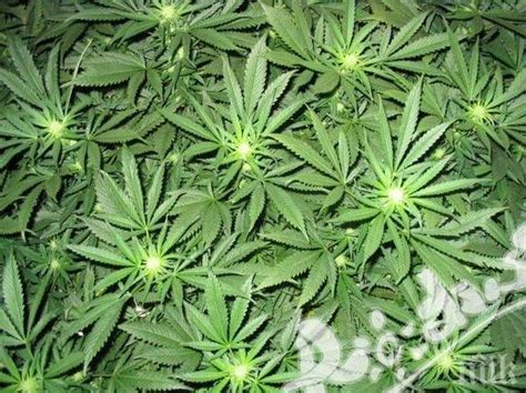 Хванаха 15 годишна ученичка с марихуана в Русенско Информационна агенция ПИК