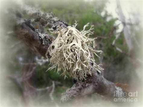 Tree Lichen Photograph By Leone Lund Fine Art America