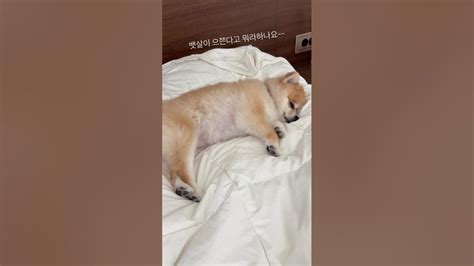 진짜배기 귀여운강아지 Youtube