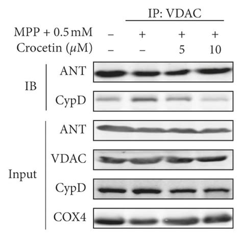 Crocetin Blocks Interaction Between Ant And Cyp D To Inhibit Mptp Download Scientific Diagram