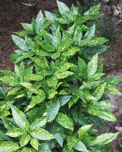 How To Plant And Grow Gold Dust Plant