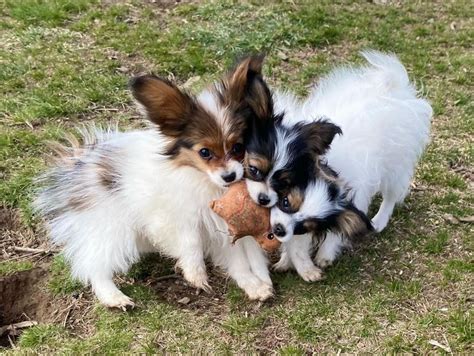 Papillon Puppies For Sale 700 Houston Tx 637613