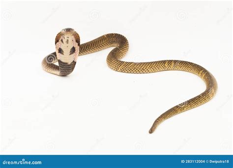 Naja Sumatrana